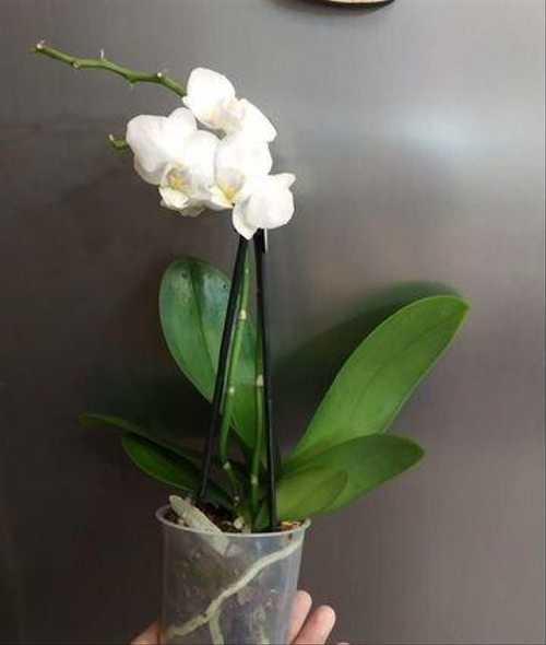Орхидея фаленопсис Сноу флейк, отцветает