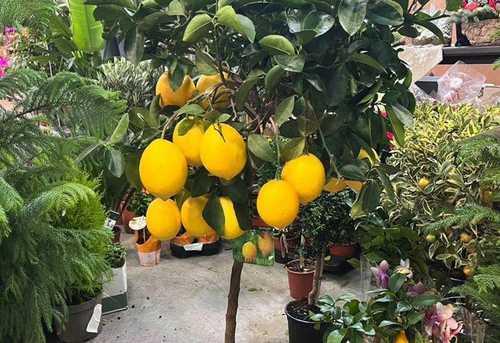 Лимон лимонное дерево подарок