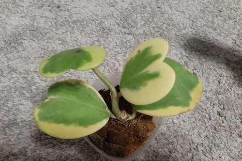 Hoya kerrii Variegata Хойя Керри вариегатная