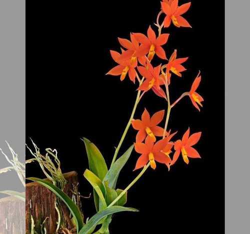 Орхидея Encyclia (Prosthechea) vitellina