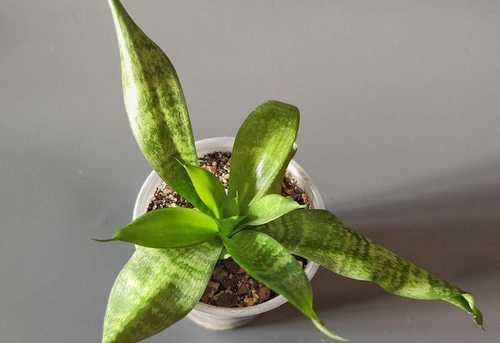 Сансевиерия Ханни Sansevieria Hahnii