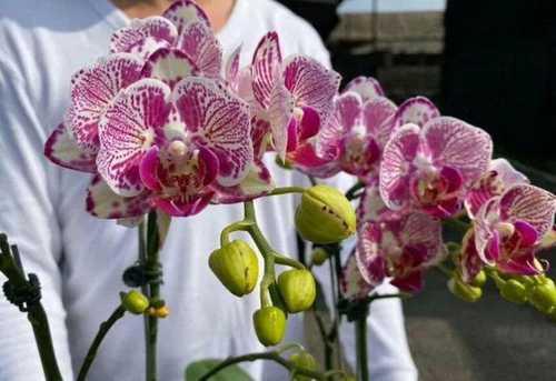 Орхидея мадонна бабочка азиат