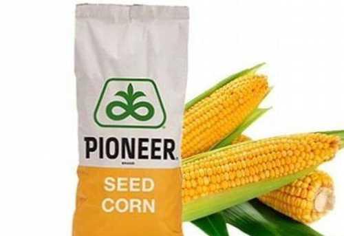 Гибриды кукурузы Пионер П8816