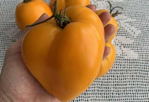 Семена помидоров,семена сортовых томатов