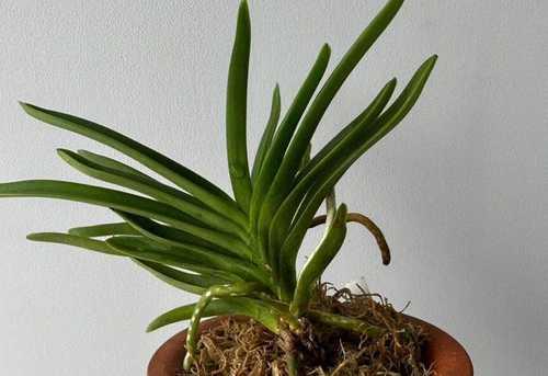 Орхидея Neofinetia falcata* Ascocentrum miniatum
