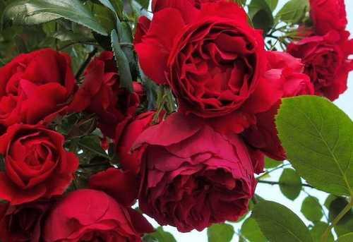 Розы плетистые и шрабы