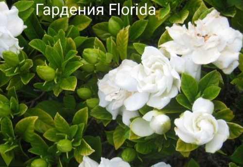 Гардения жасмоновидная Florida