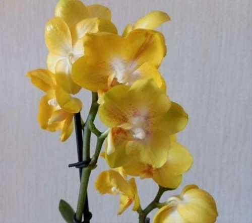 Орхидея фаленопсис Arezzo