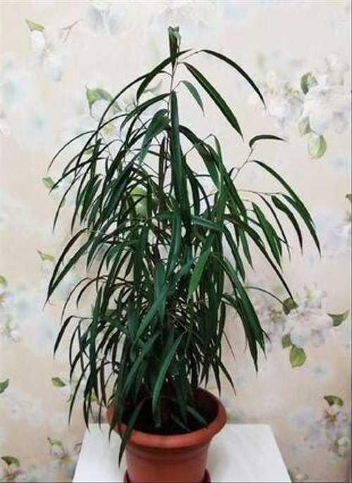 Фикус али крупное растение 110 см