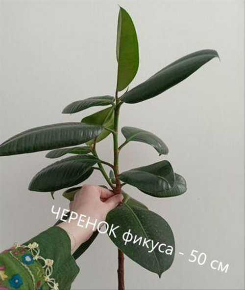 Фикус эластика, здоровый черенок 50 см