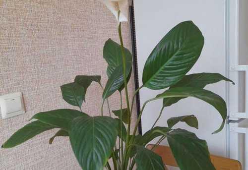 Растение Спатифиллум женское счастье крупный