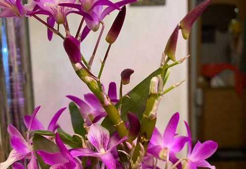 Орхидея Дендробиум Rainbow Dance