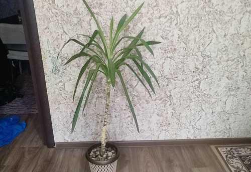 Комнатные цветы Юкка пальма растения