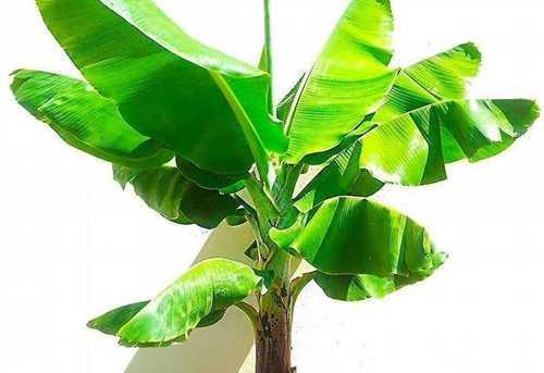 Банановое дерево пальма / отростки