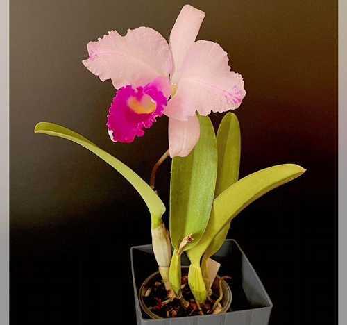 Орхидея Cattleya trianae Michael x Splash
