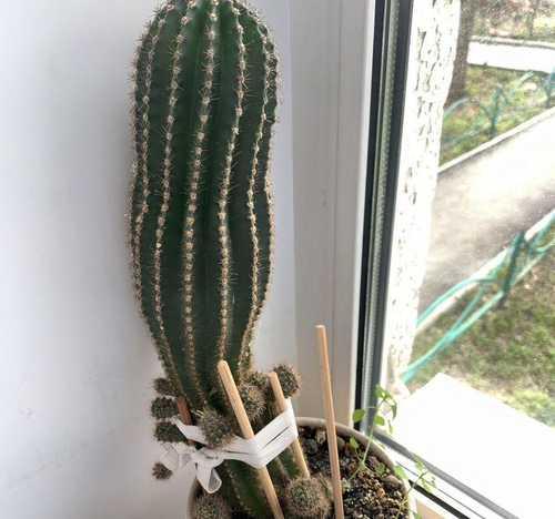 Кактус
