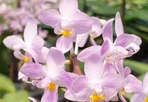 Орхидея Phal. equestris 'Mauve' sib