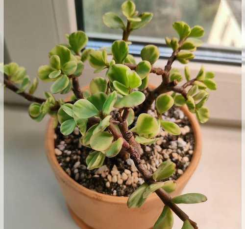 Растение Портулакария Афра (Portulacaria Afra Var)