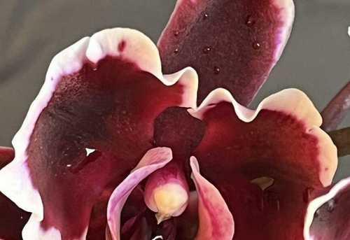 Орхидея phal. Summer Breath