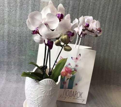 Подарочный набор с орхидеей в кашпо