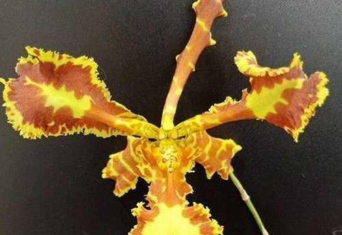 Орхидея Psychp.(Pyp.) Mariposa 'Special'