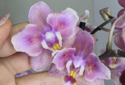 Орхидея бабочка парфюмерная фабрика Odorion