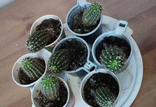 Кактусы и суккуленты