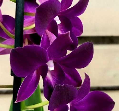 Орхидея Дендробиум Sa-Nook Purple Happiness