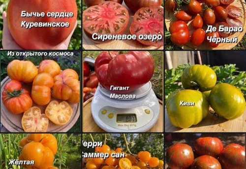 Набор семян томатов "От мала до велика"