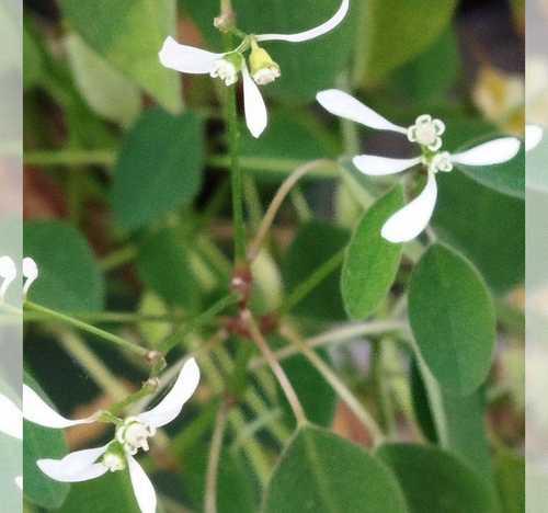 Euphorbia Hypericifolia 'diamond Frost'