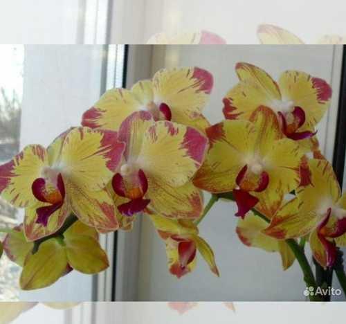 Орхидея фаленопсис " Бриз" или " Попугай"