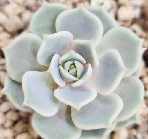 Эхеверия Лола (Echeveria Lola)