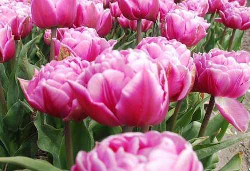 Тюльпаны в Крыму к 8 марта