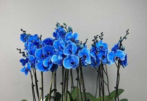 Орхидея фаленопсис голубая H 50