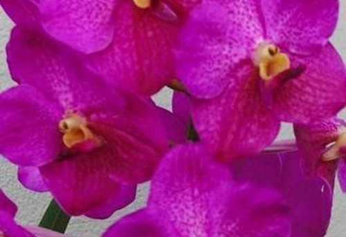 Орхидея Ванда Fuchs Sunset x Dr. Anek