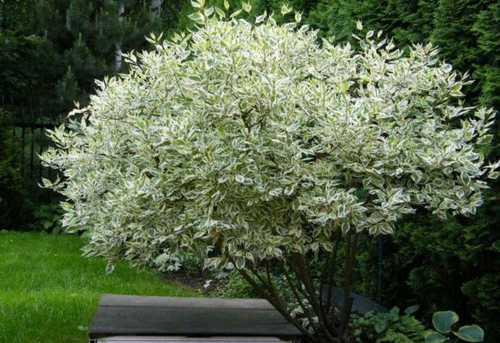 Дерен саженцы