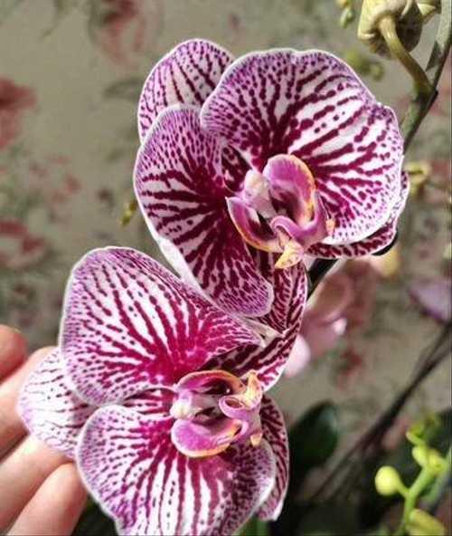 Орхидея фаленопсис black stripes