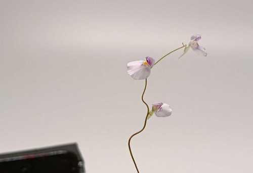 Утрикулярии Utricularia пузырчатки