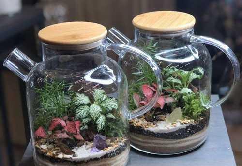 Закрытый флорариум в чайнике с живыми растениями