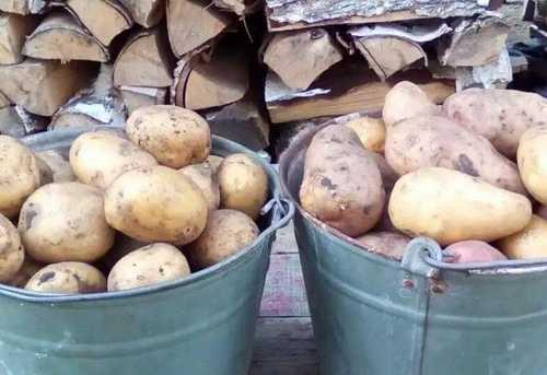 Продам картофель нового урожая 2023 года