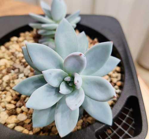 Эхеверия Айс Кристал (Echeveria Ice Cristal)