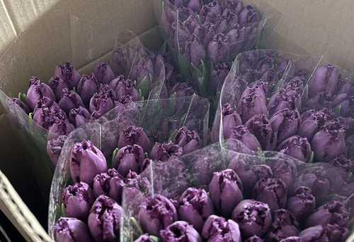 Тюльпаны фиолетовые оптом и в розницу