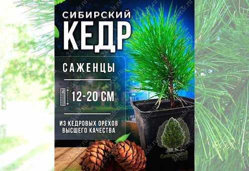 Саженцы кедра экстра класс