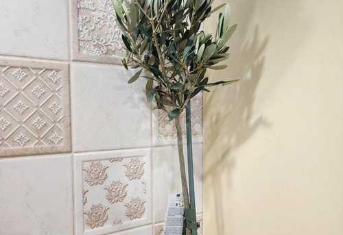 Оливковое дерево в горшке