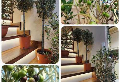 Оливковое дерево с настоящими оливами. Сицилия