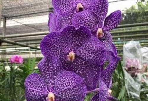 Орхидея Ванда Wirat x Gordon Dillon