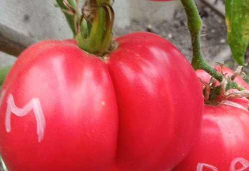 Семена томатов СССР
