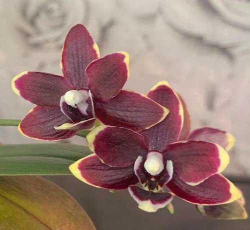 Орхидея фаленопсис Taisuco Kobold