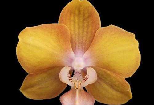 Орхидея Phal. Hornglin Sweet Corn