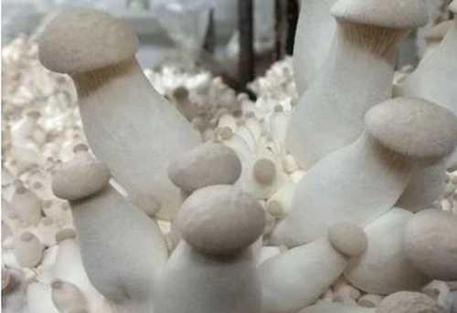 Мицелий гриба Эринги